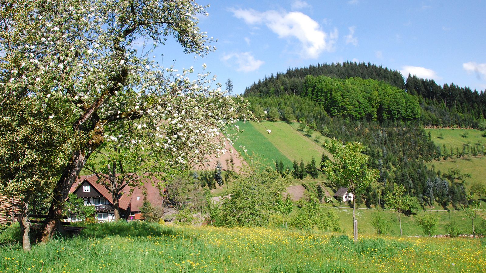 Fiegenhof Urlaub im Schwarzwald Oberkirch Ödsbach - Fiegenhof Urlaub im ...